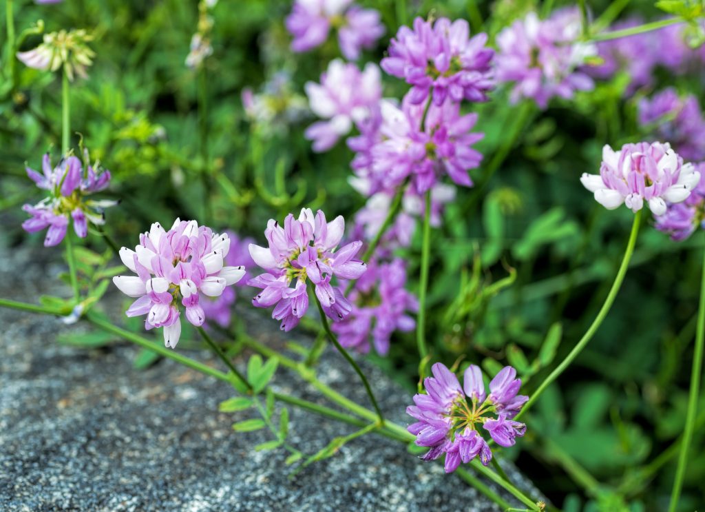 COMMON VETCH – Small and backyard poultry